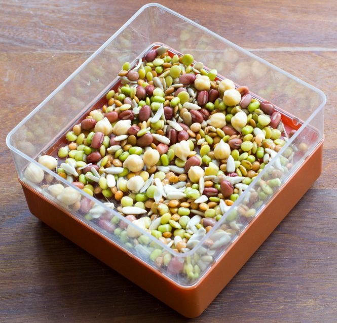 How to Sprout Your Own Seeds and Pulses | Planet Veggie
